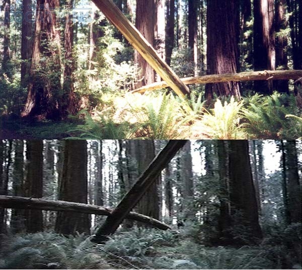 Star Wars trek: Redwoods - June 2001 - Star Wars Locations
