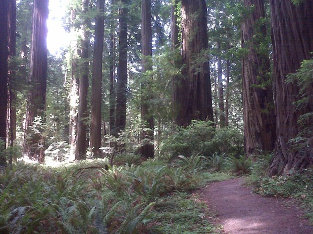 Endor Forest - Star Wars Locations