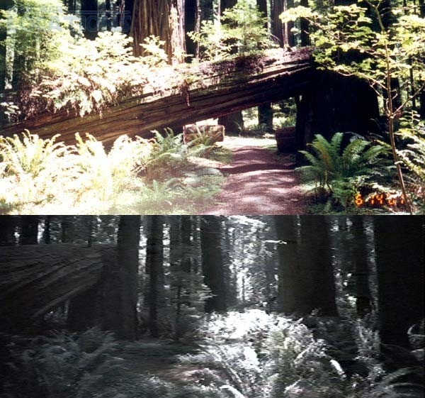 Star Wars trek: Redwoods - June 2001 - Star Wars Locations