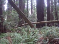 Star Wars trek: Redwoods - June 2001 - Star Wars Locations